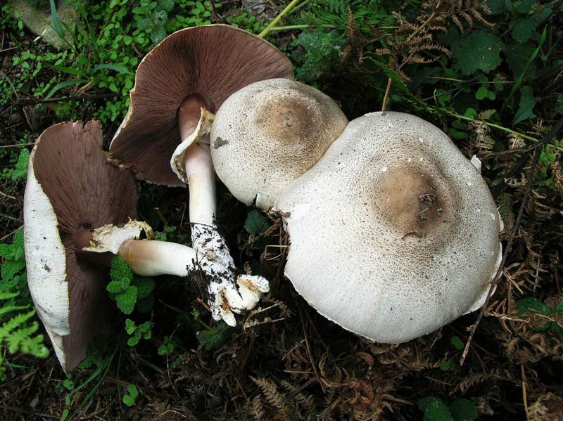 Agaricus xanthoderma